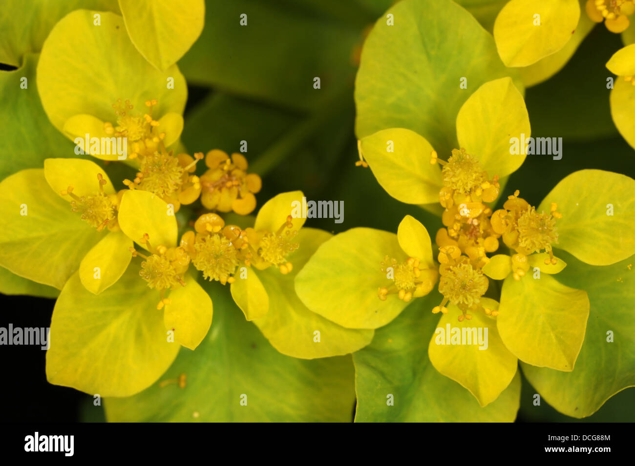 Euphorbe hi-res stock photography and images - Alamy