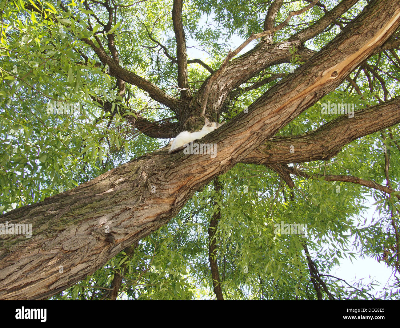 trunk of the tree Stock Photo - Alamy