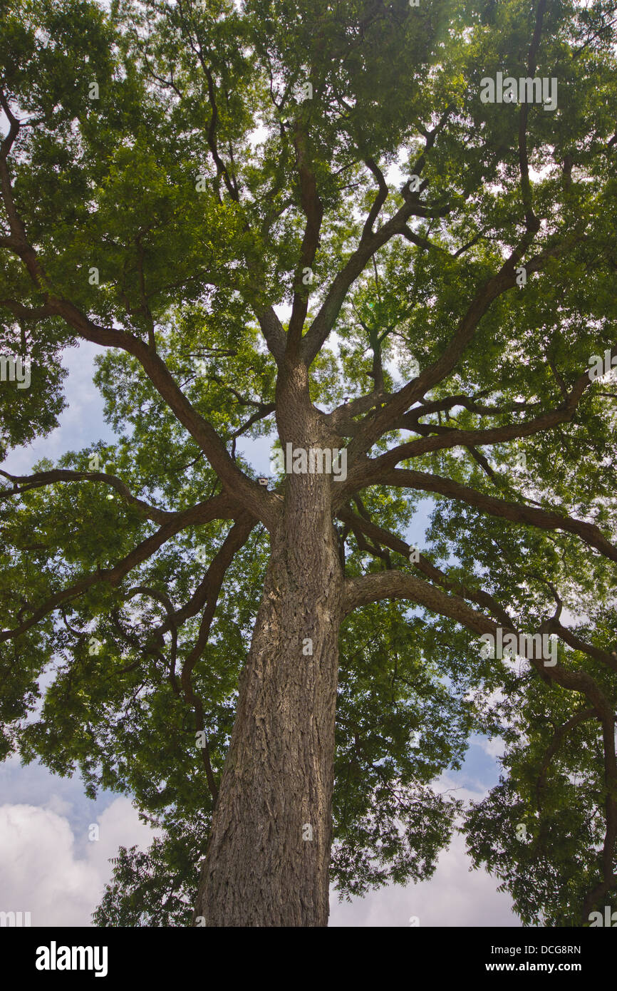 Maple Tree, the tree of life Stock Photo - Alamy