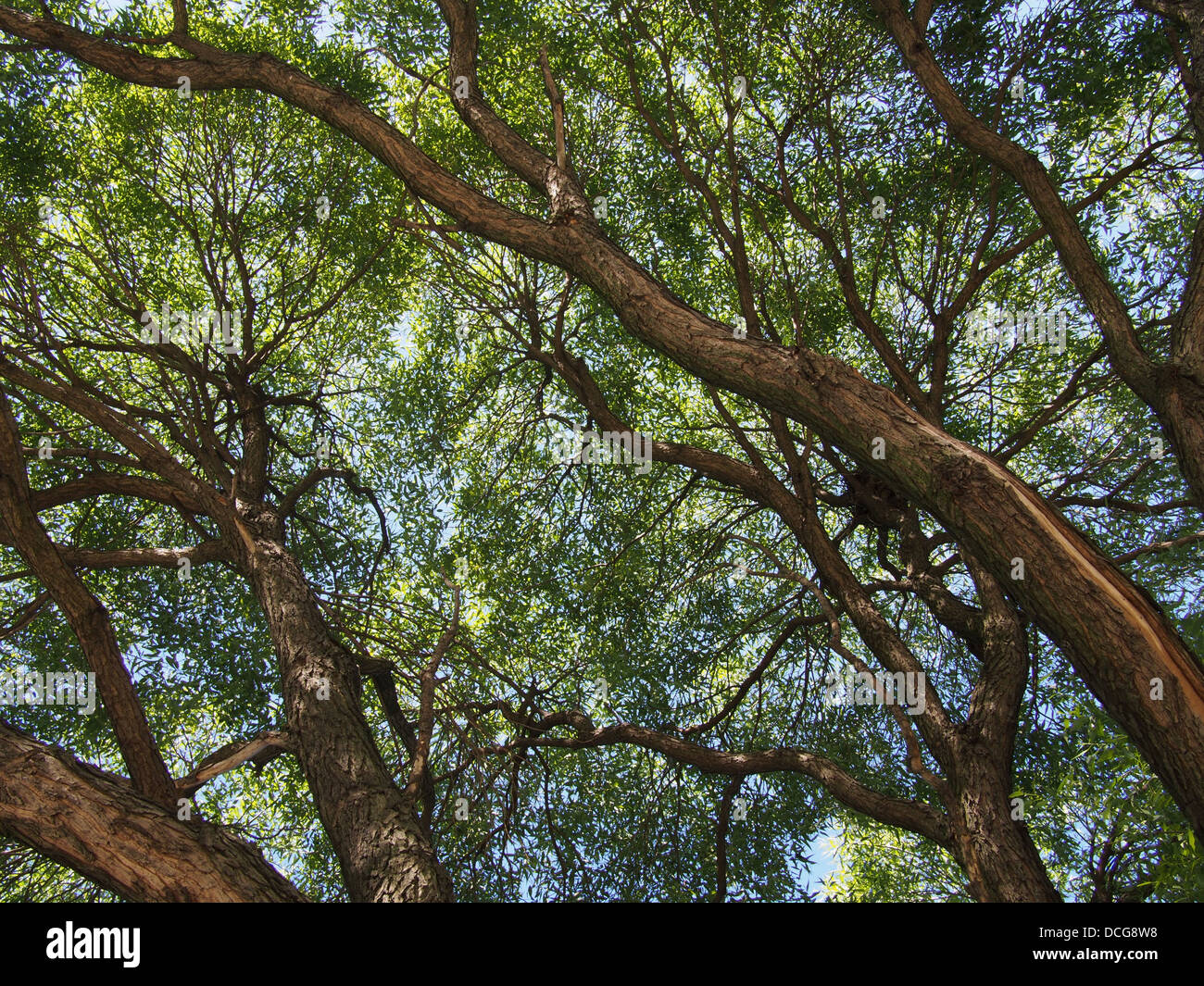 trunk of the tree Stock Photo - Alamy