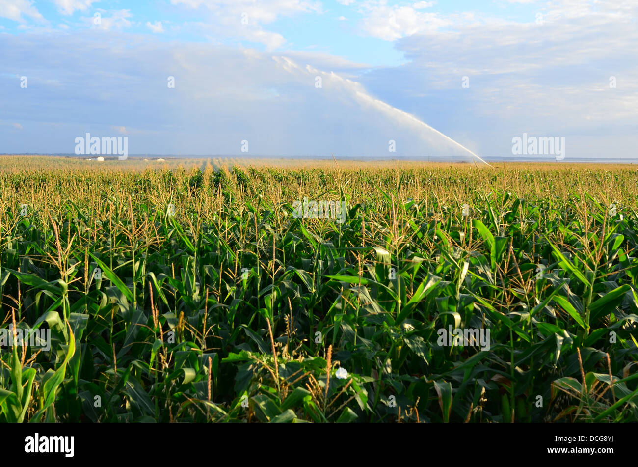 Maize irrigation hi-res stock photography and images - Alamy
