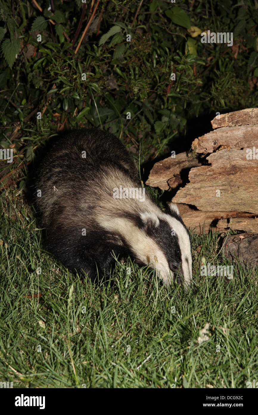 Eurasian badger meles meles foraging for food Stock Photo - Alamy