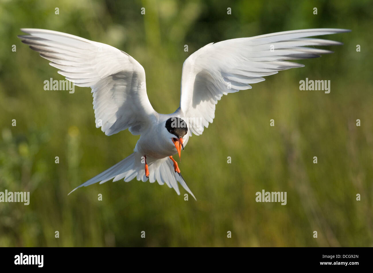 River flit hi-res stock photography and images - Alamy