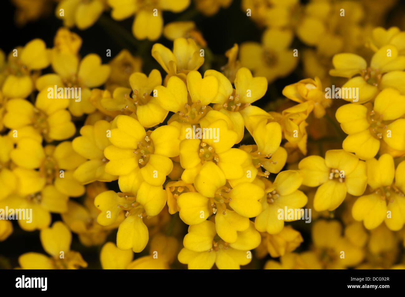 Composite Inflorescence High Resolution Stock Photography and Images ...