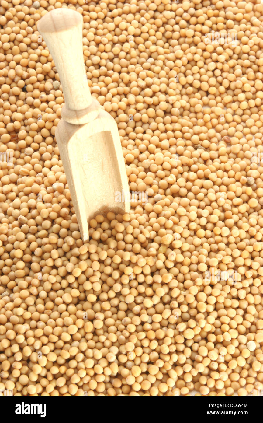 Mustard seeds are tiny round seed Stock Photo - Alamy