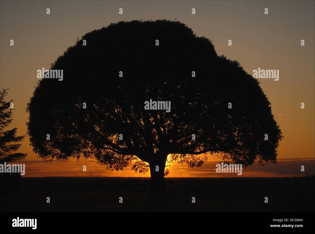 Crone of tree hi-res stock photography and images - Alamy