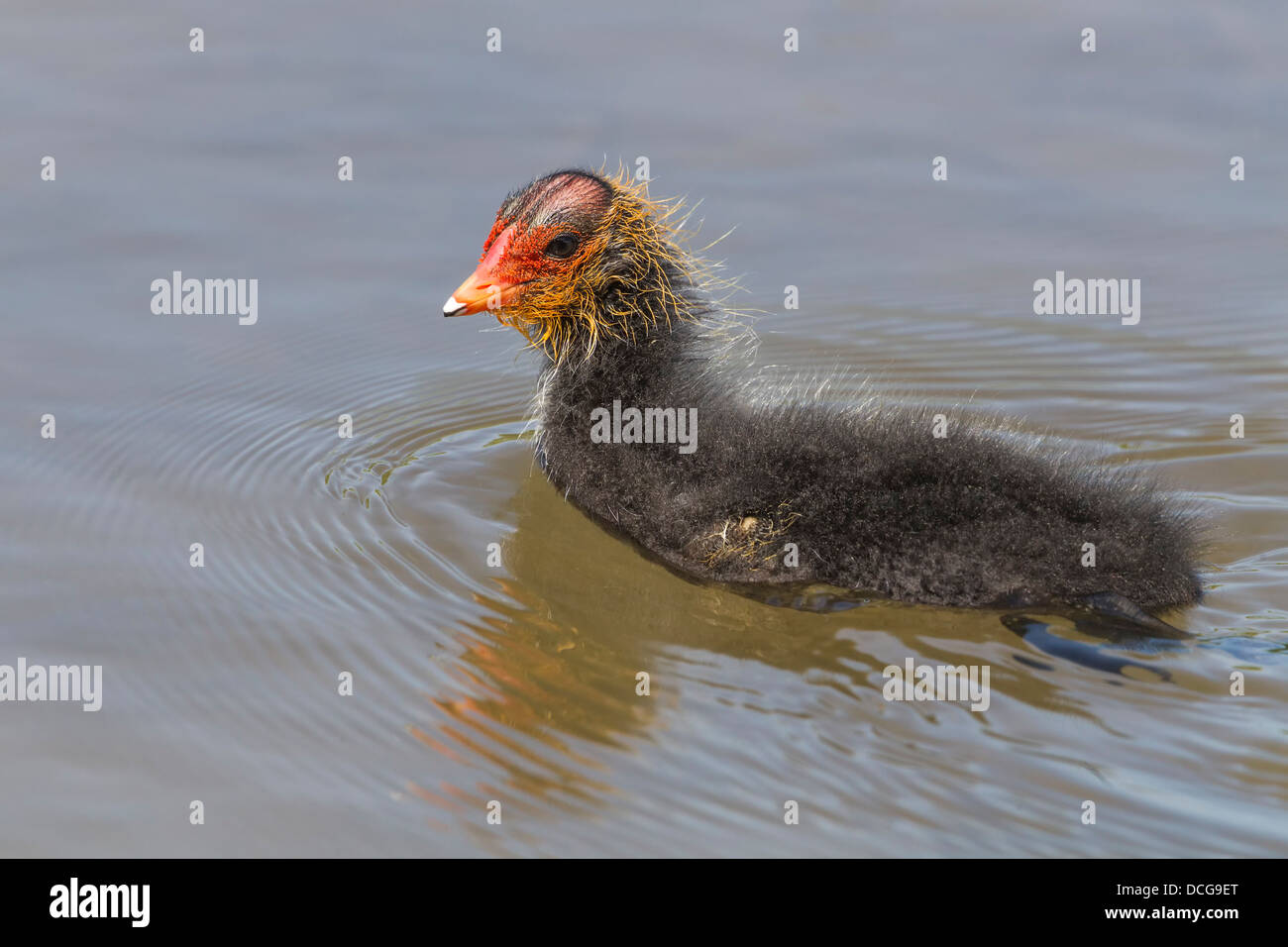 Coot chick hi-res stock photography and images - Alamy