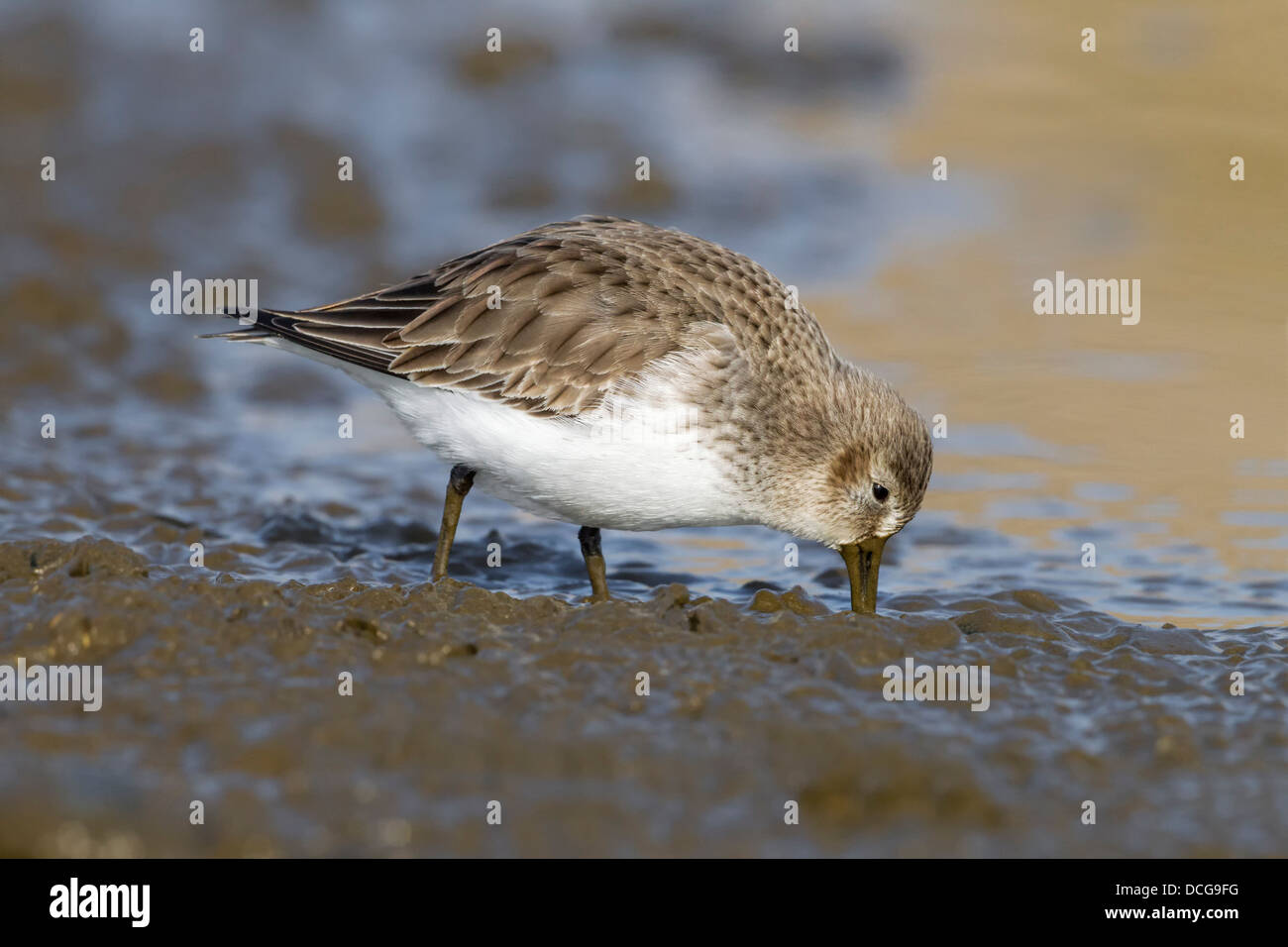 Dunlin feeding in coastal mud Stock Photo - Alamy