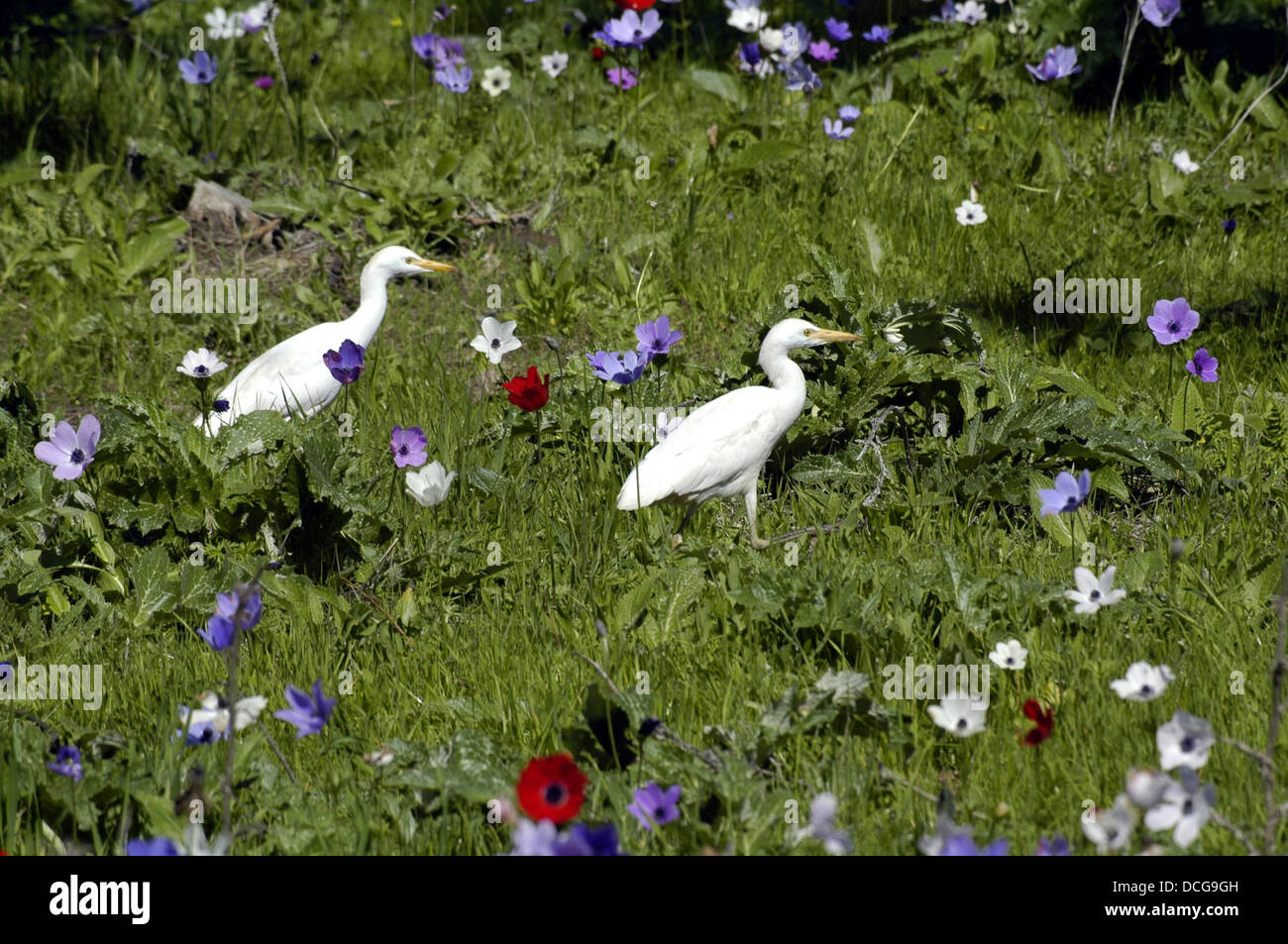 Egret Casmerodius albus birds walking through anemone blossom in ...