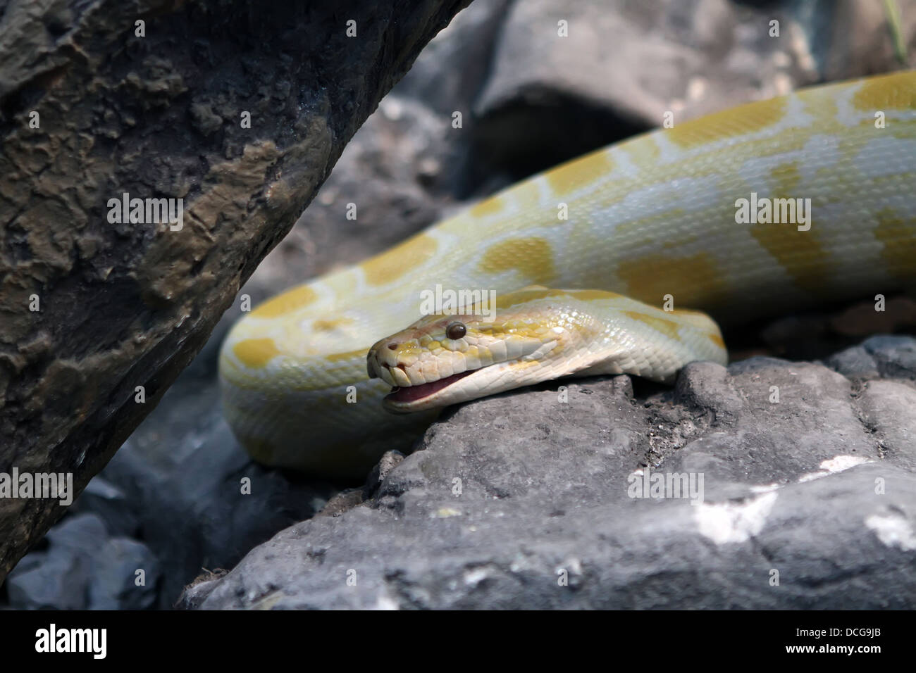 Large yellow snake python hi-res stock photography and images - Alamy