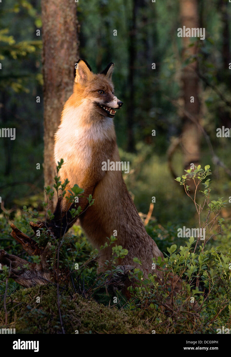 Red fox side view image hi-res stock photography and images - Alamy