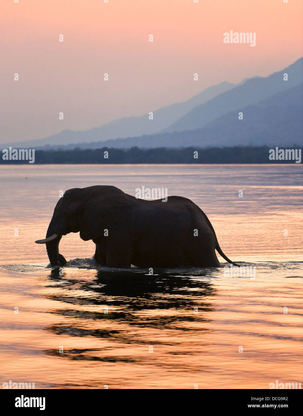 Elephants horizon hi-res stock photography and images - Alamy