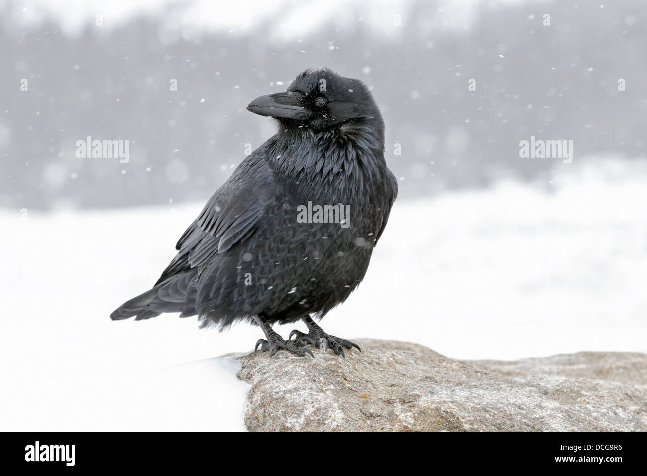 Raven snow hi-res stock photography and images - Alamy
