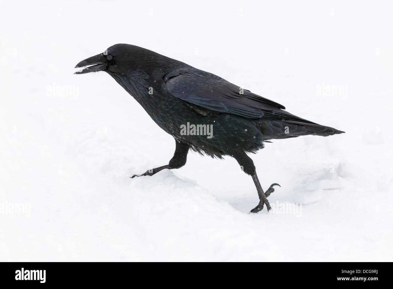 Raven snow hi-res stock photography and images - Alamy