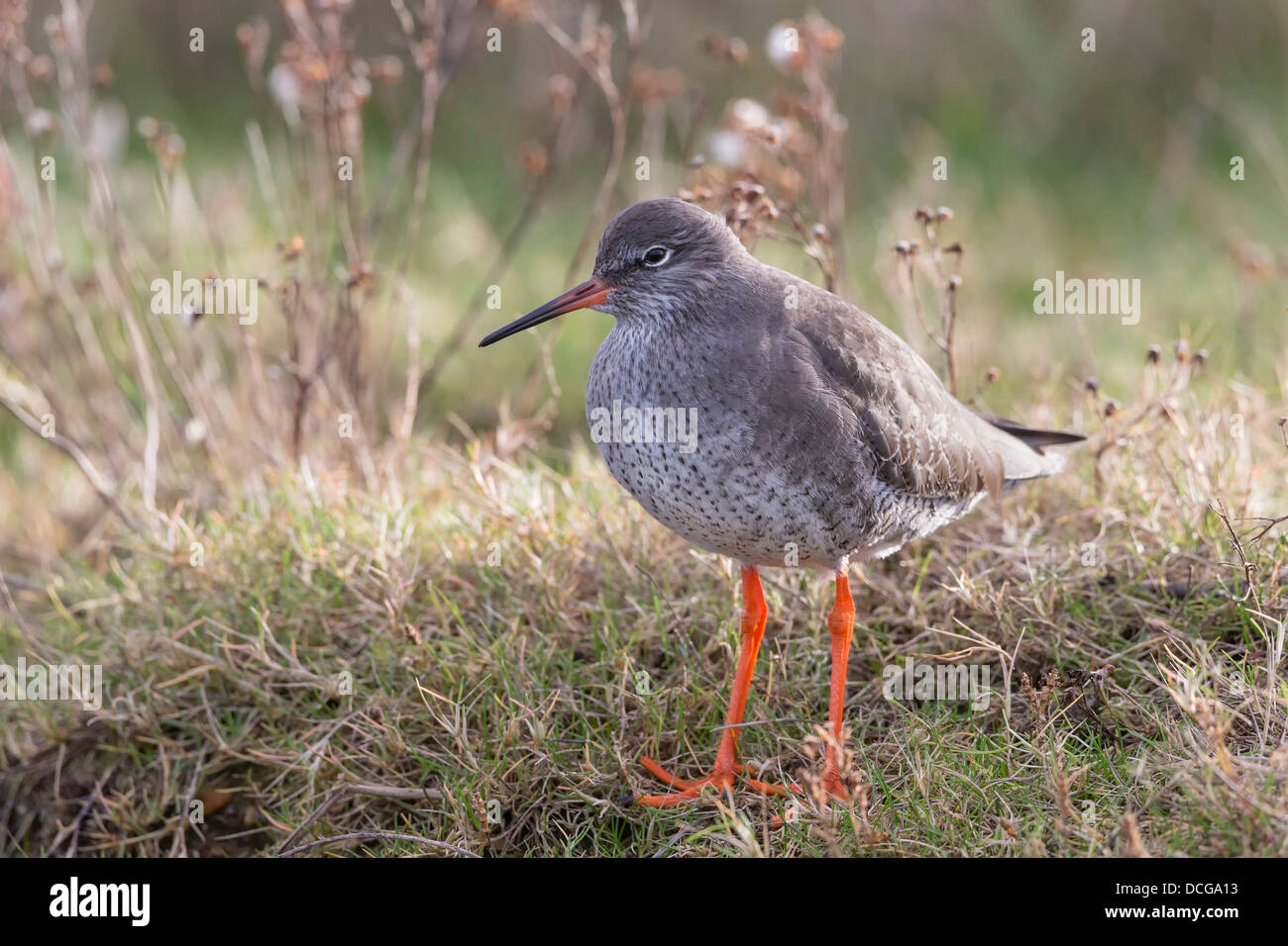 Redshank winter plumage hi-res stock photography and images - Alamy