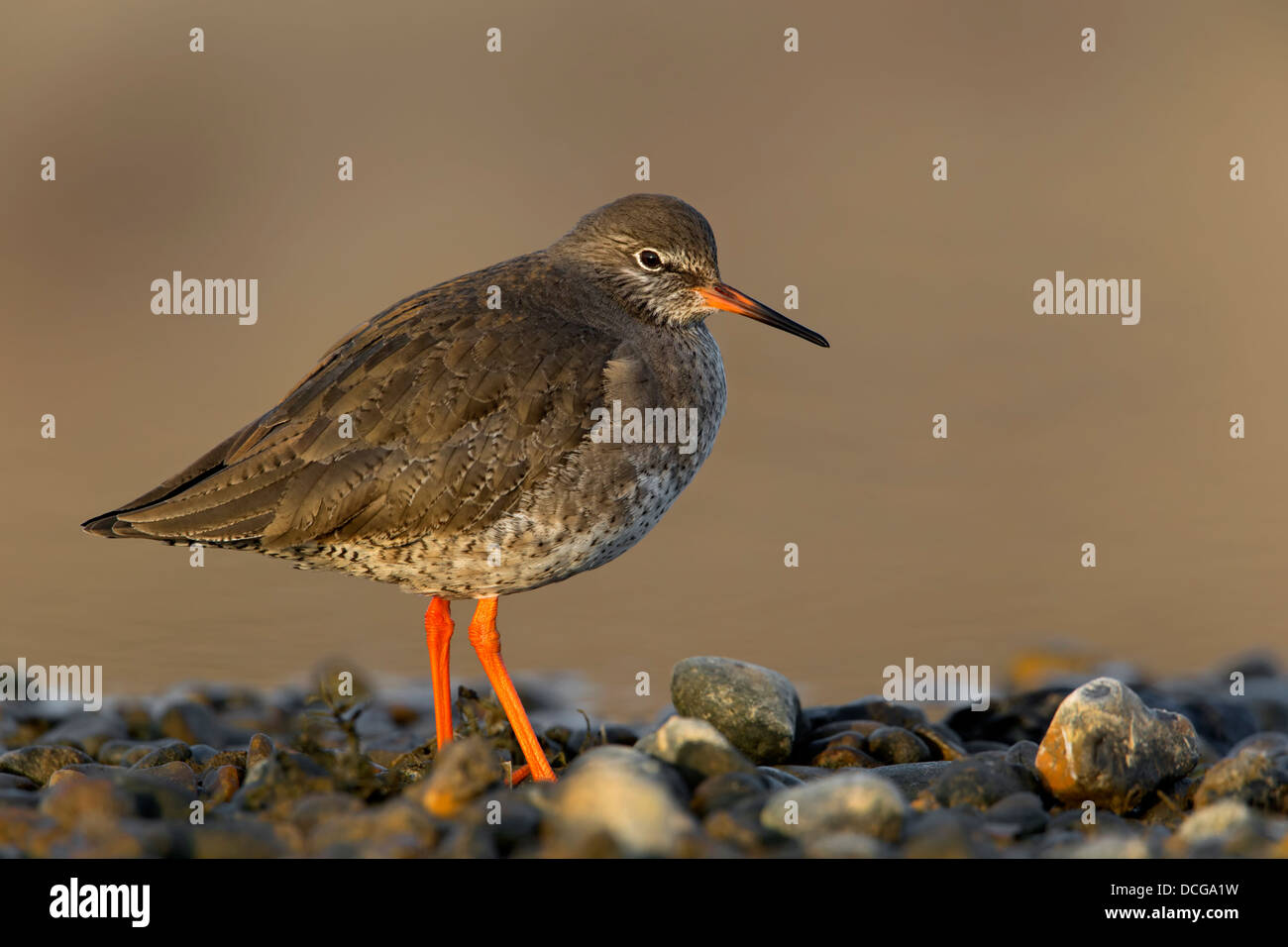 Light redshank hi-res stock photography and images - Alamy