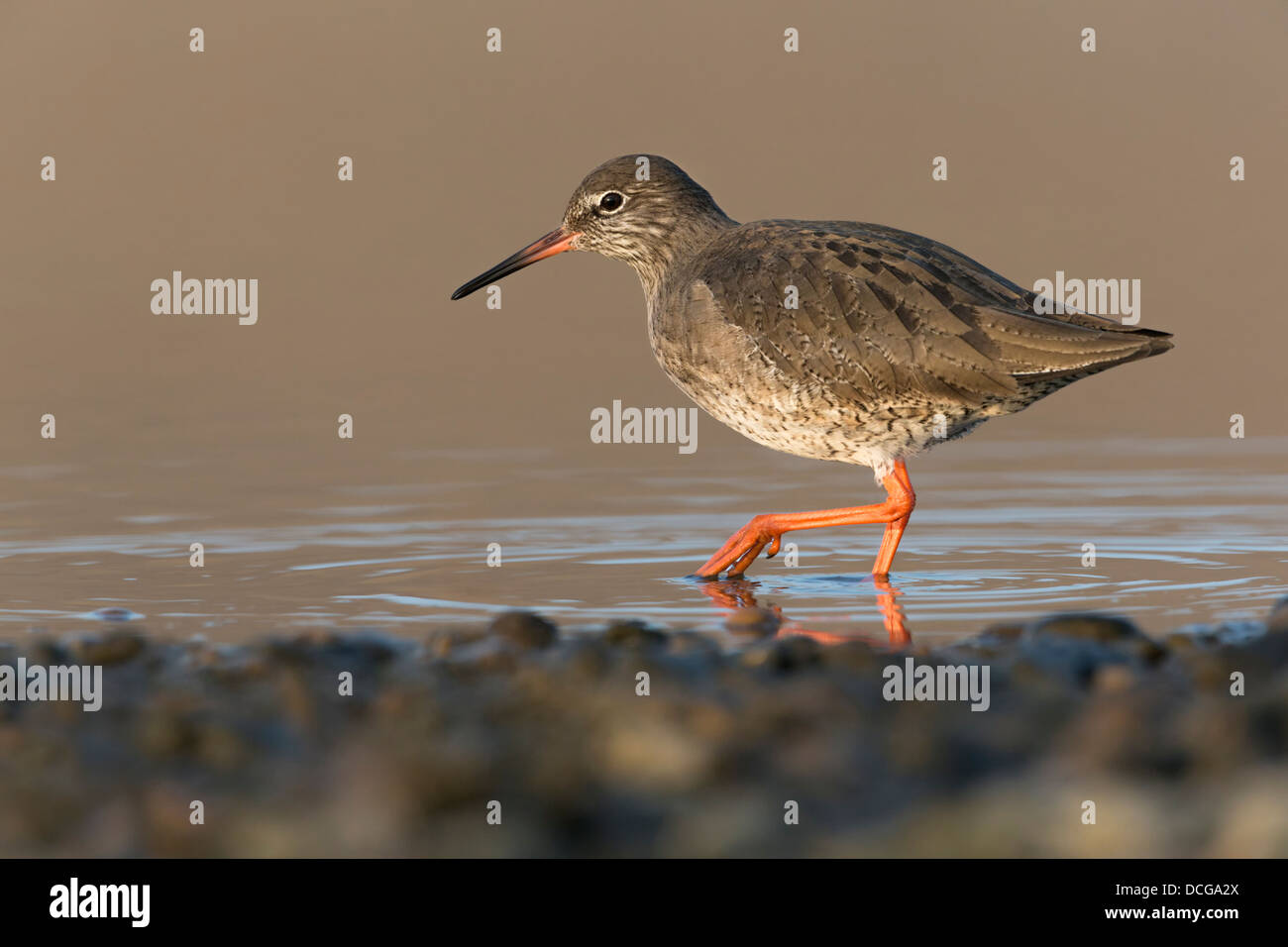 Redshank winter plumage hi-res stock photography and images - Alamy