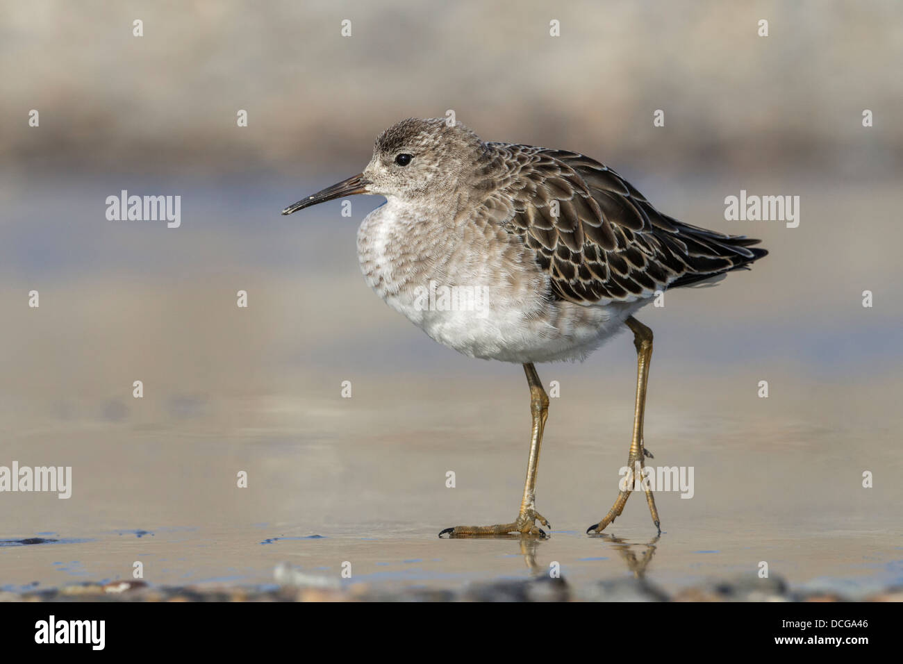 Long ruff hi-res stock photography and images - Alamy