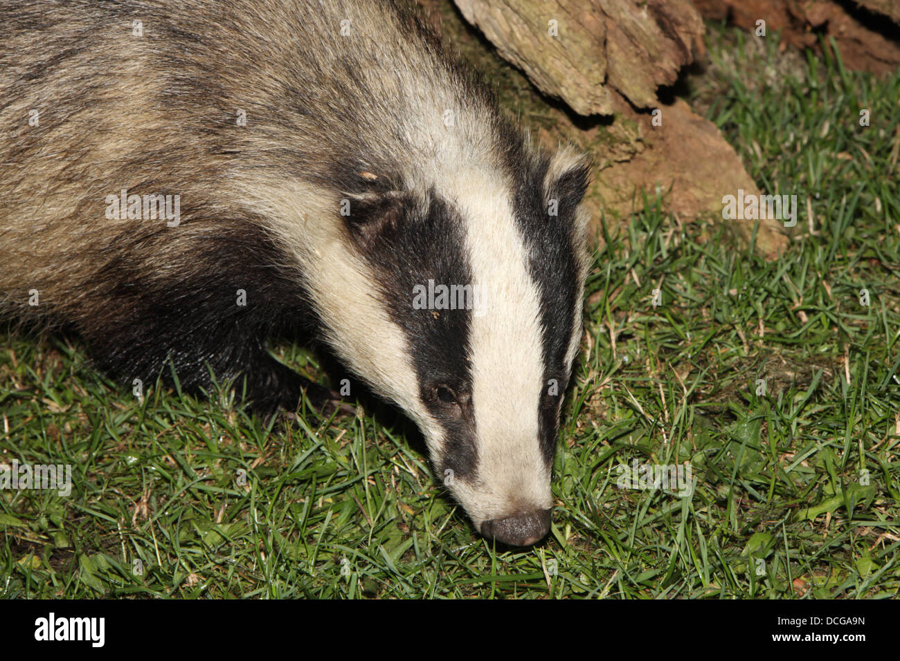 Eurasian badger meles meles foraging for food Stock Photo - Alamy