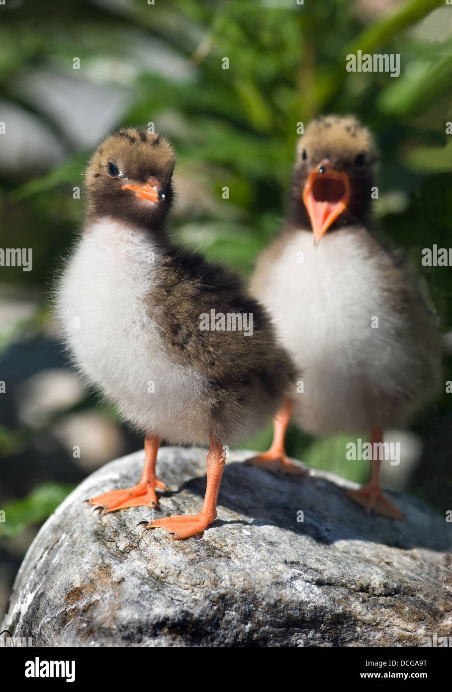 Vocal hi-res stock photography and images - Alamy