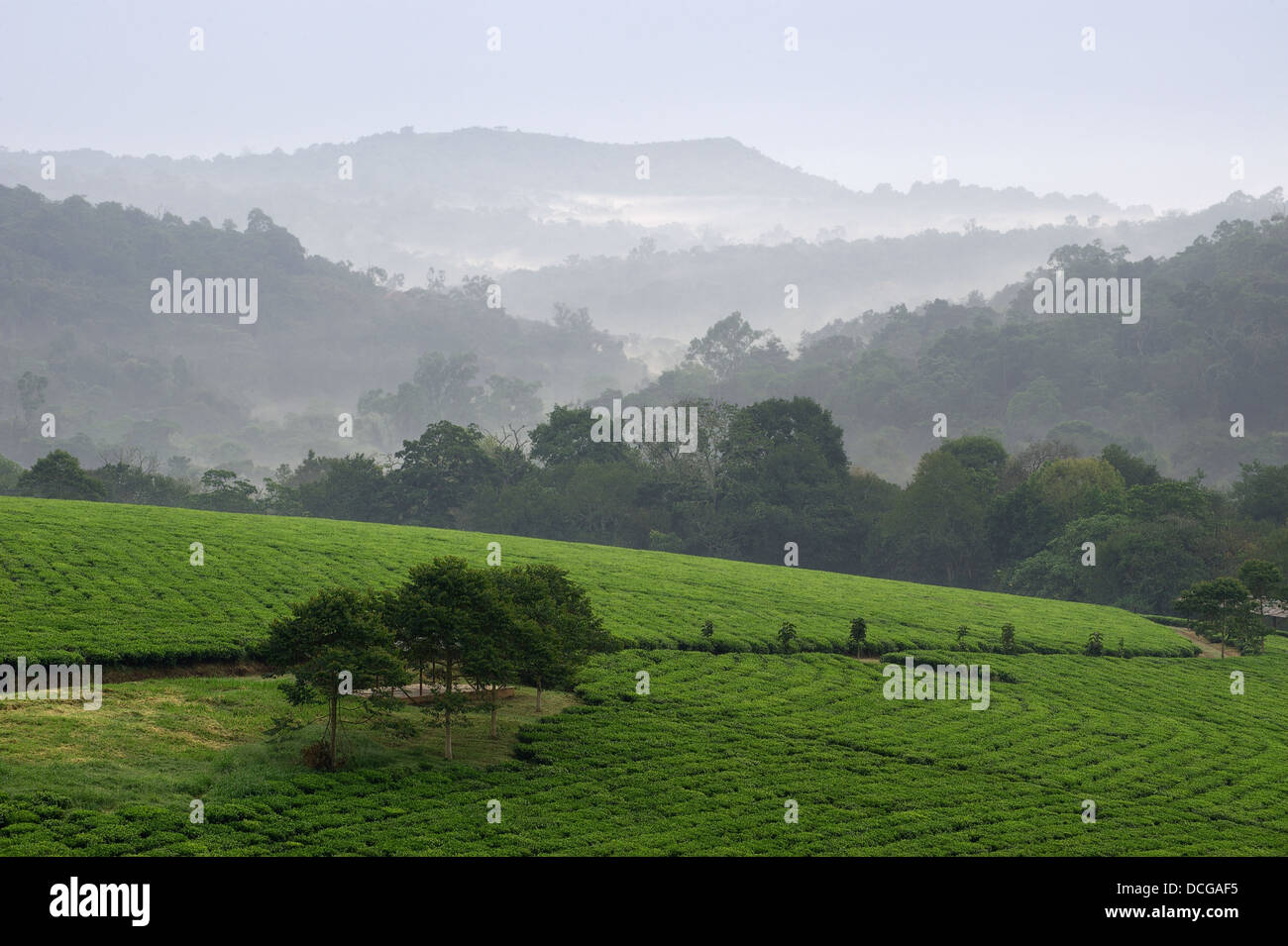 Tea plantations wildlife hi-res stock photography and images - Alamy