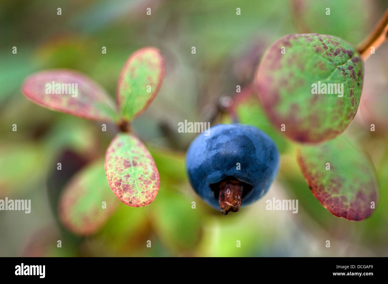 Berry magic hi-res stock photography and images - Alamy