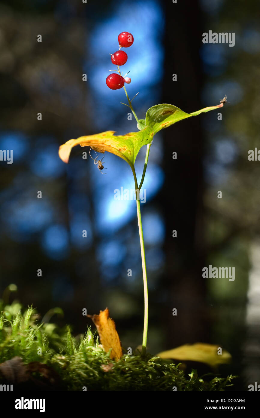 Three berries for a spider Stock Photo - Alamy