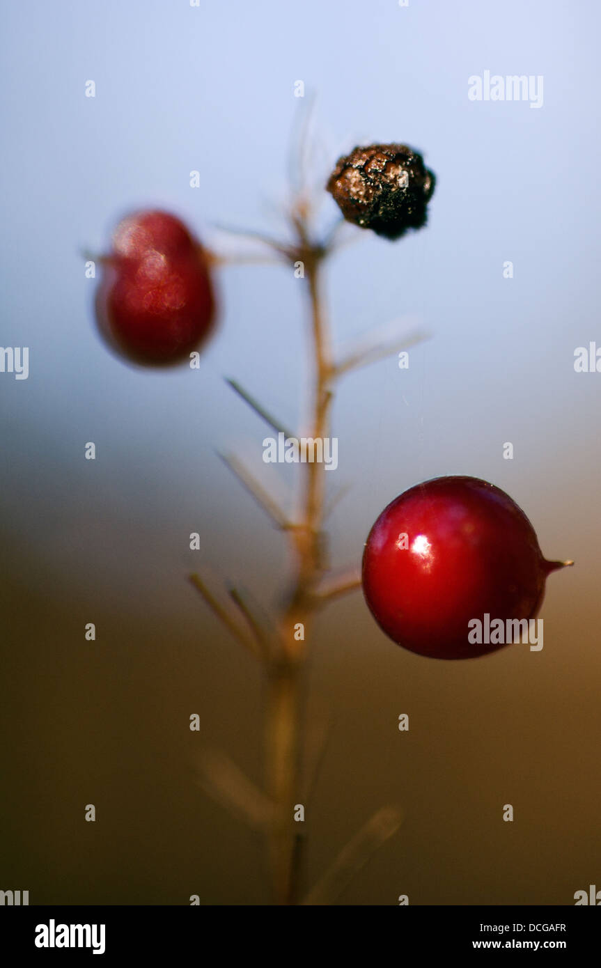 Bifolium hi-res stock photography and images - Alamy
