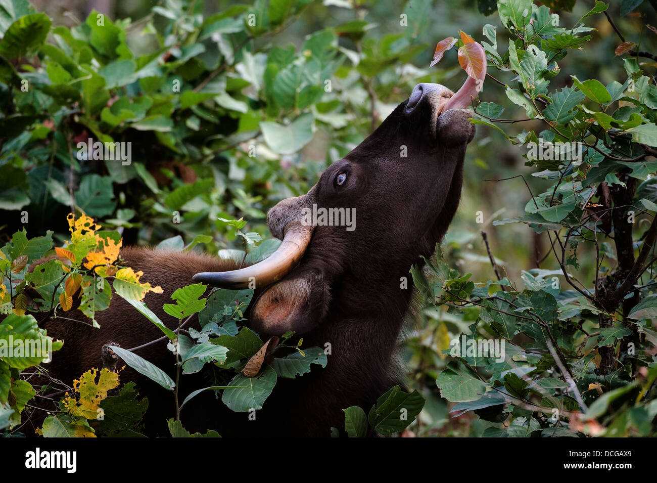 Gaur eating hi-res stock photography and images - Alamy