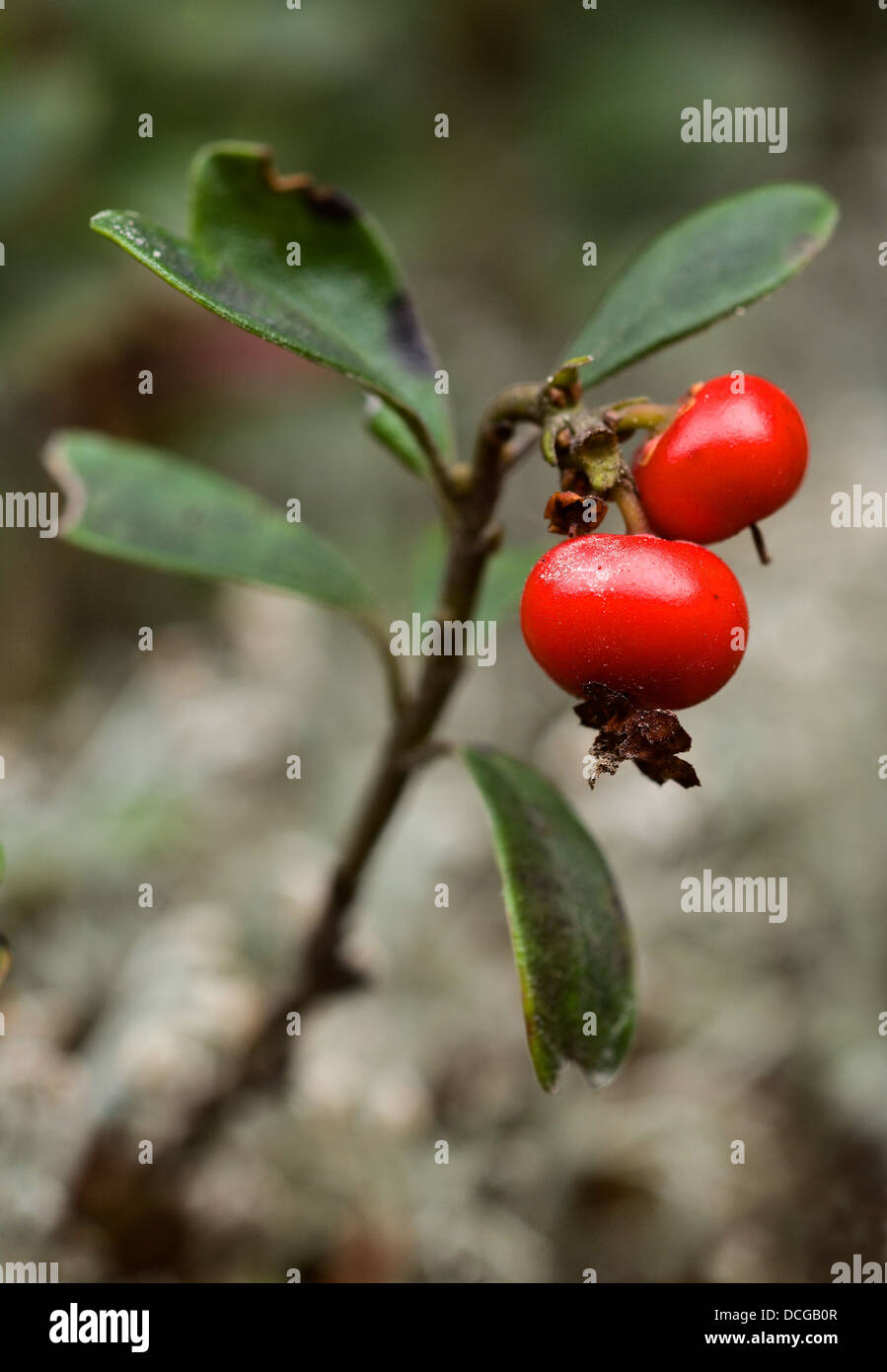 Arctic bearberry hi-res stock photography and images - Alamy