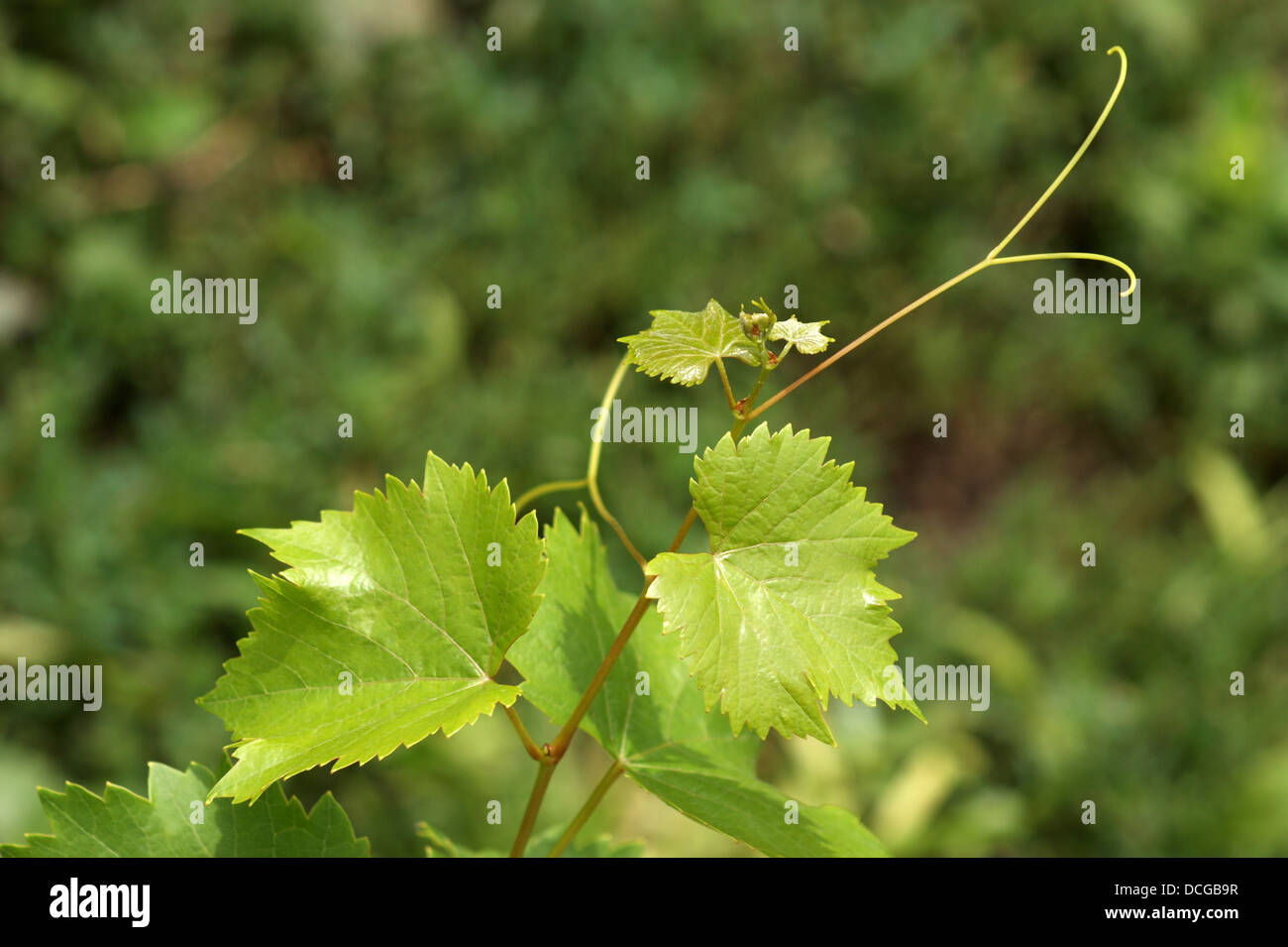 Wine grapevine hi-res stock photography and images - Alamy