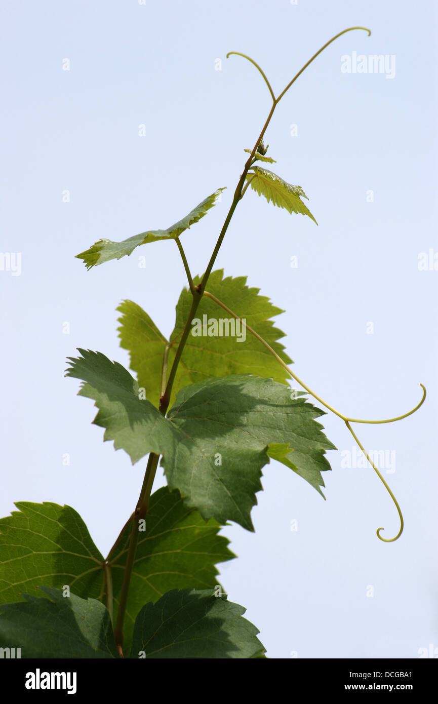 fresh growing grapevine with some new leaves Stock Photo - Alamy