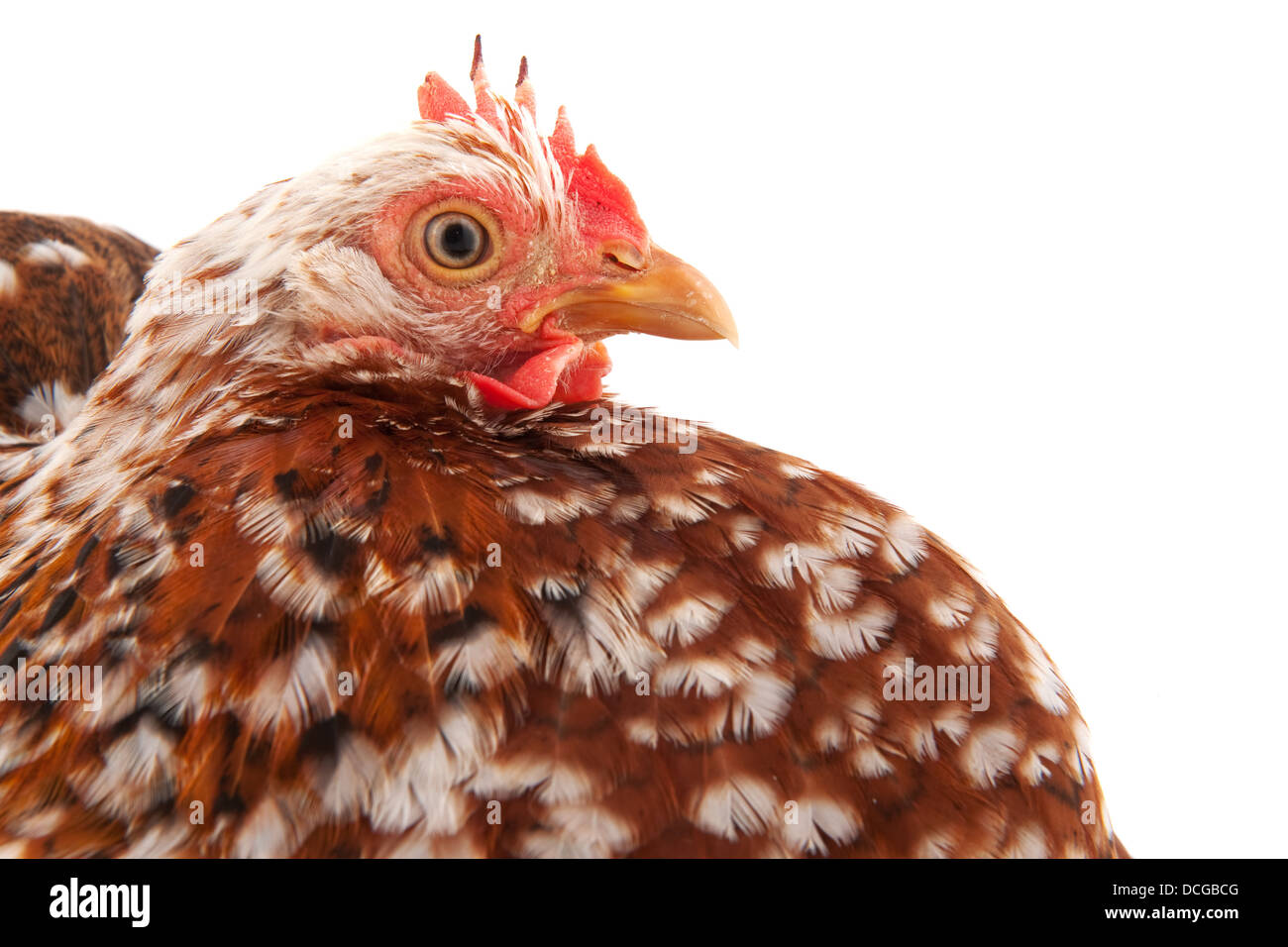 Studio chicken hi-res stock photography and images - Alamy