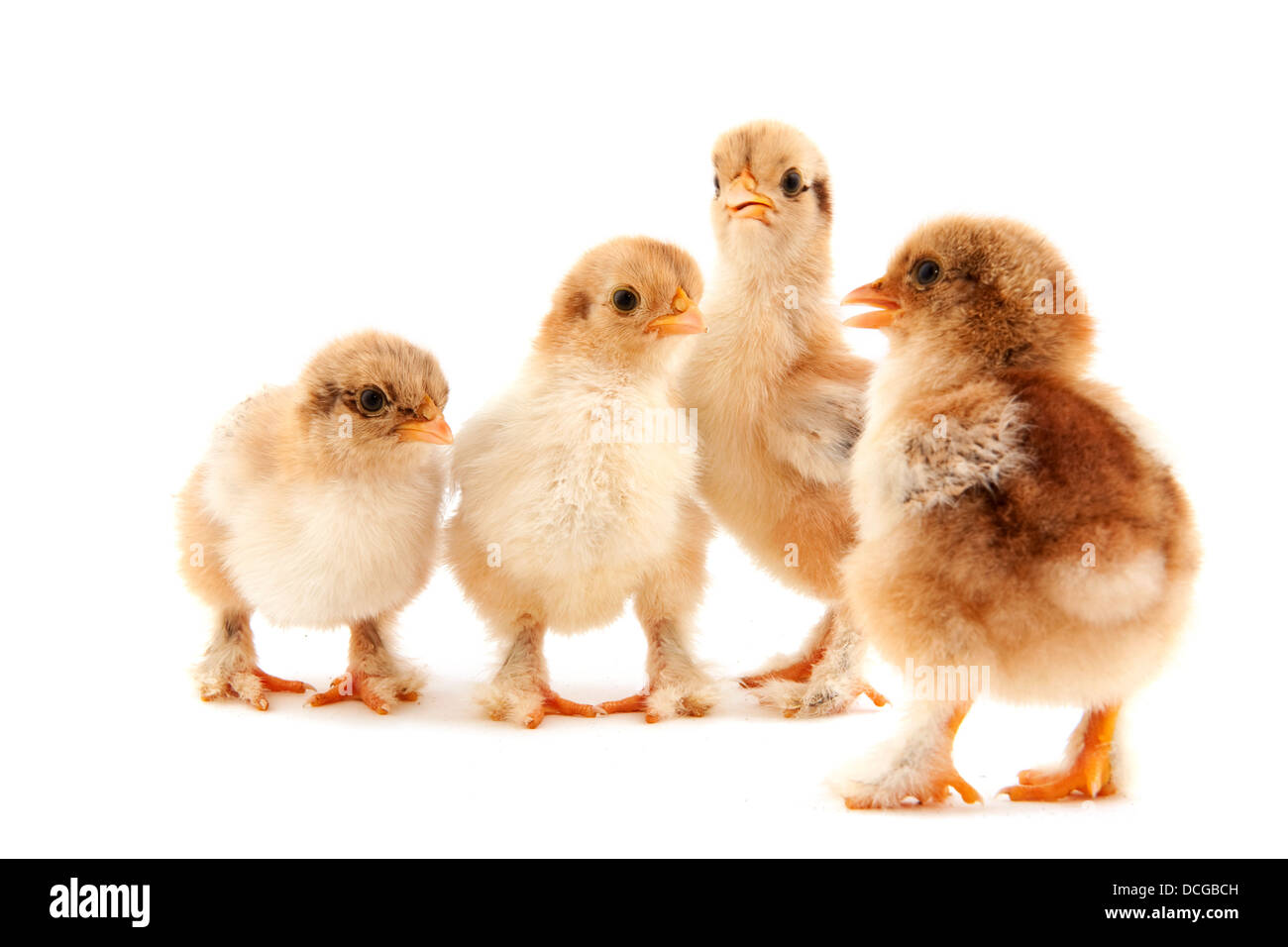 Four holidays hi-res stock photography and images - Alamy