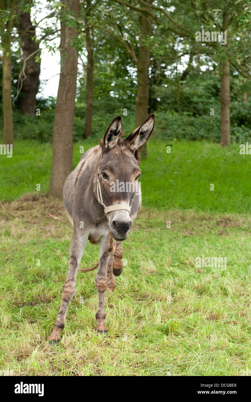 Donkey forest hi-res stock photography and images - Alamy