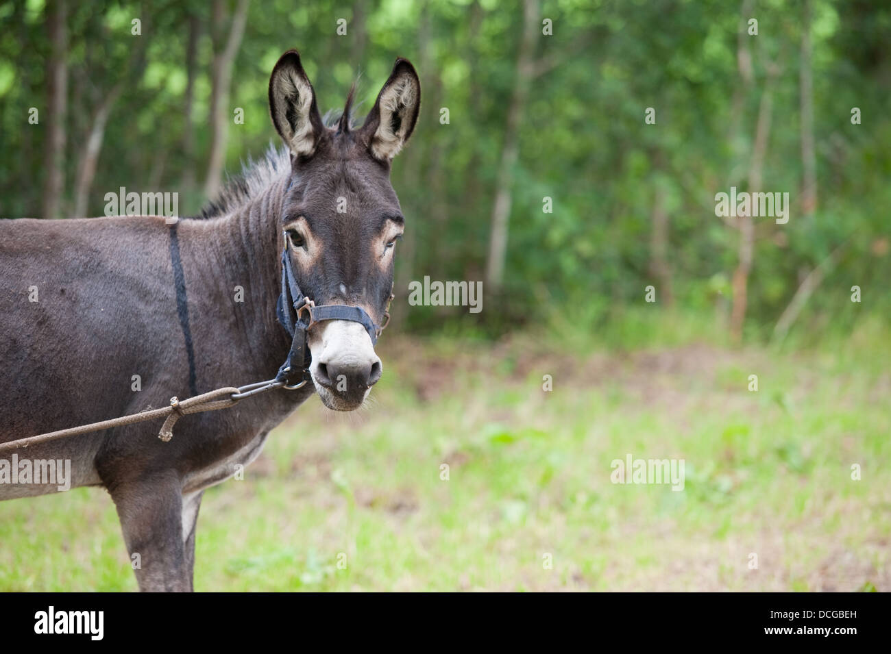 Donkey animal animal hi-res stock photography and images - Alamy