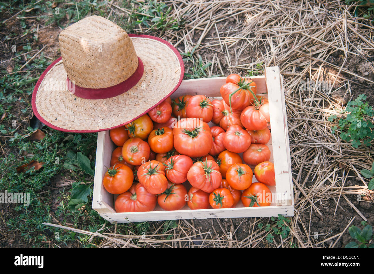Fresh organic tomatoes in wooden crate Stock Photo - Alamy