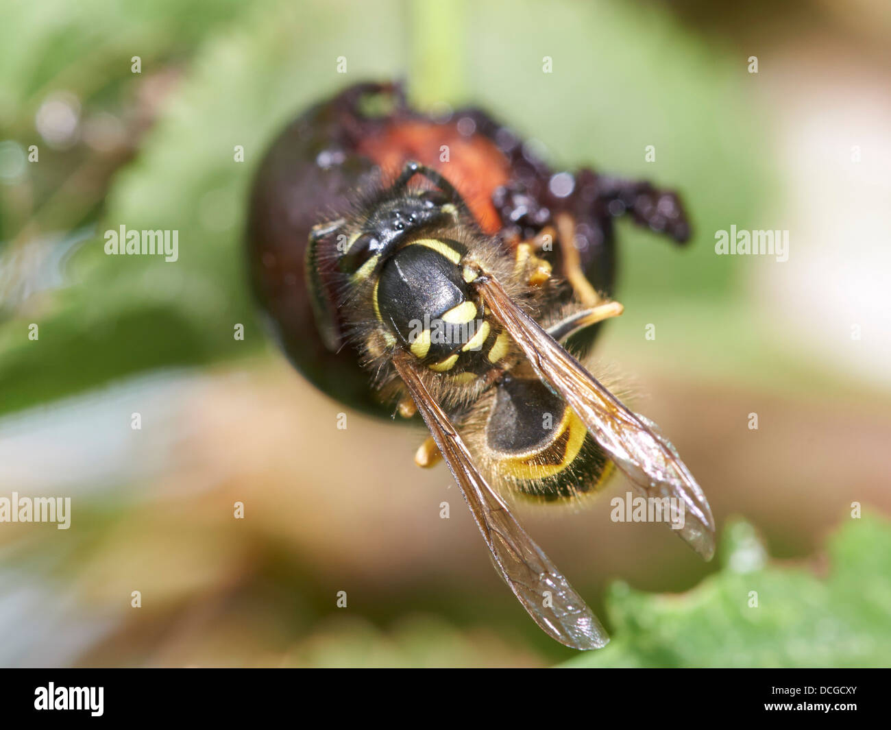 Common Wasp feeding on berry Stock Photo - Alamy