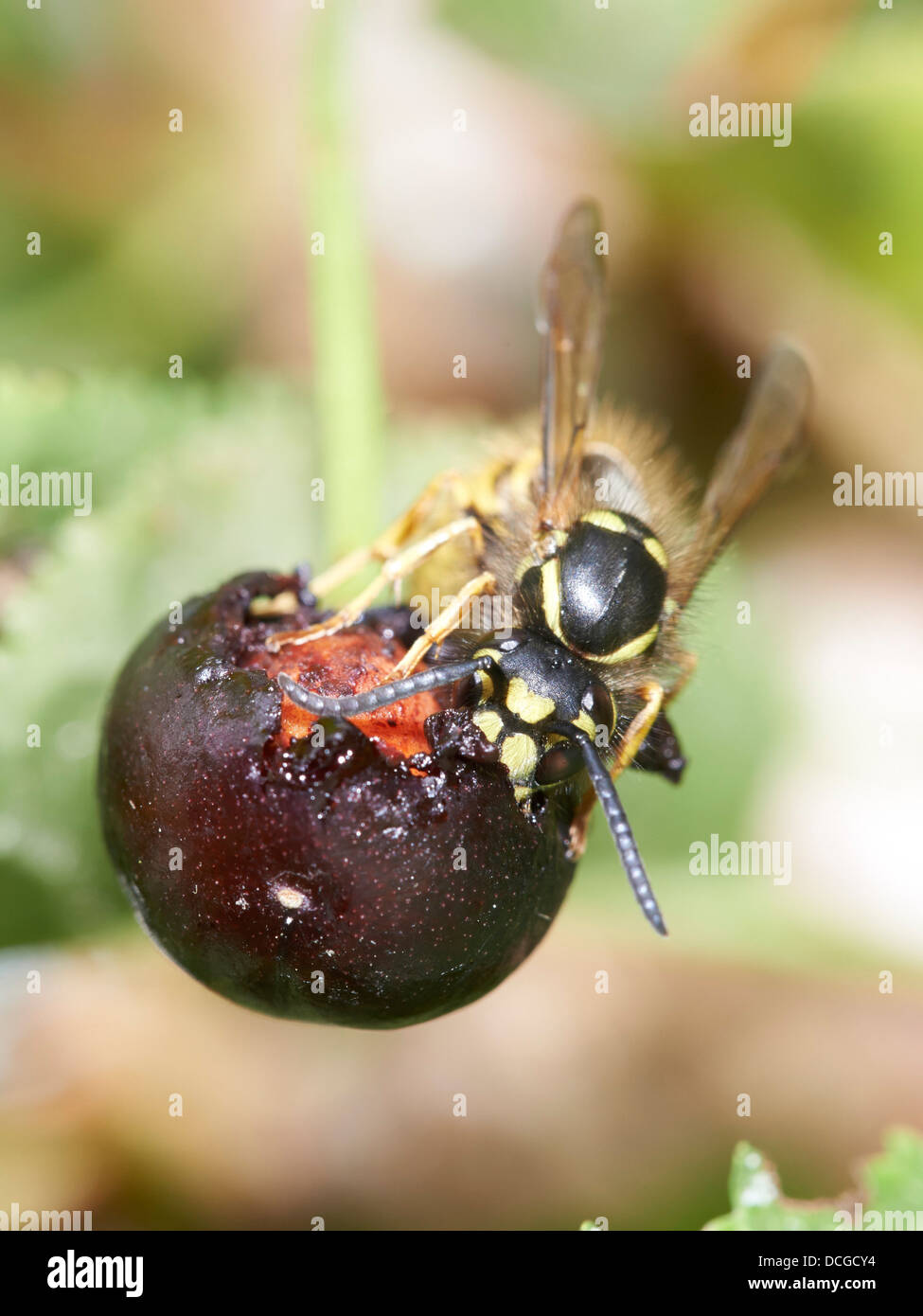 Common Wasp feeding on berry Stock Photo - Alamy