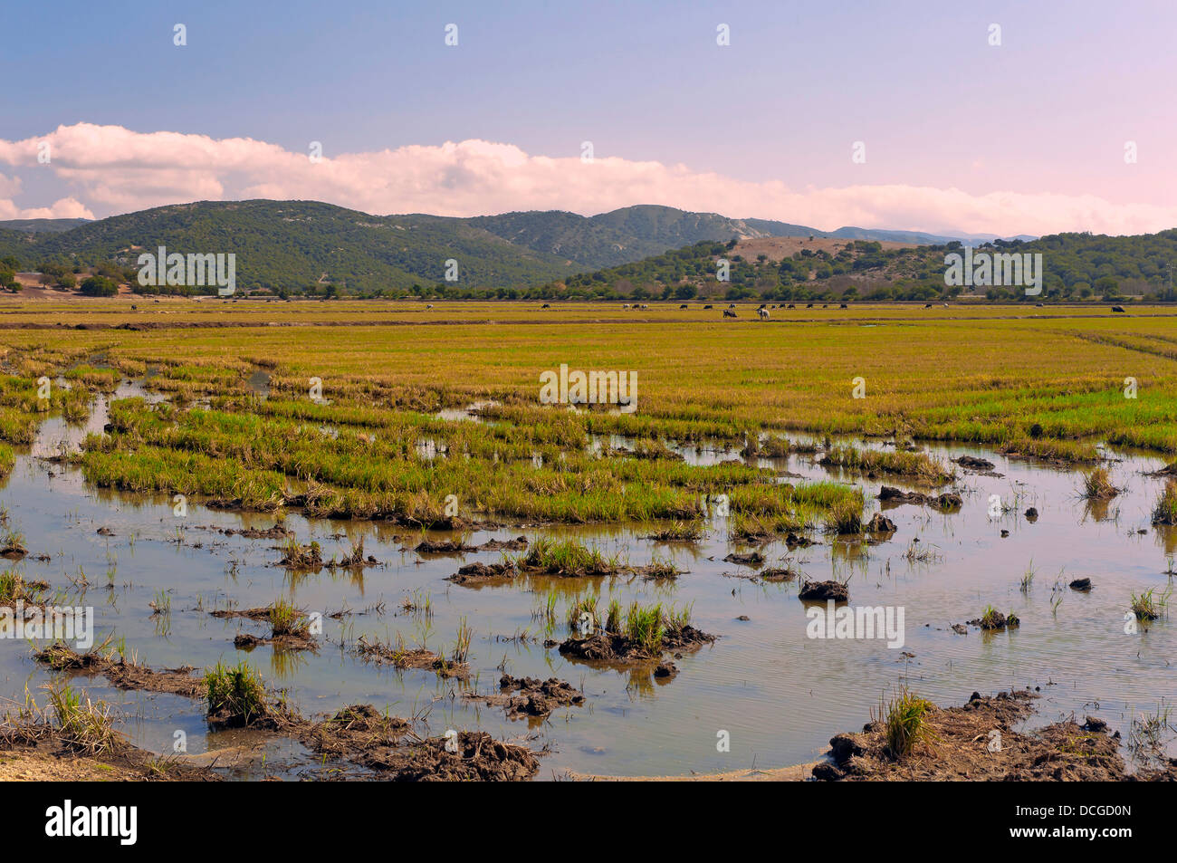 Rice paddy field europe hi-res stock photography and images - Alamy