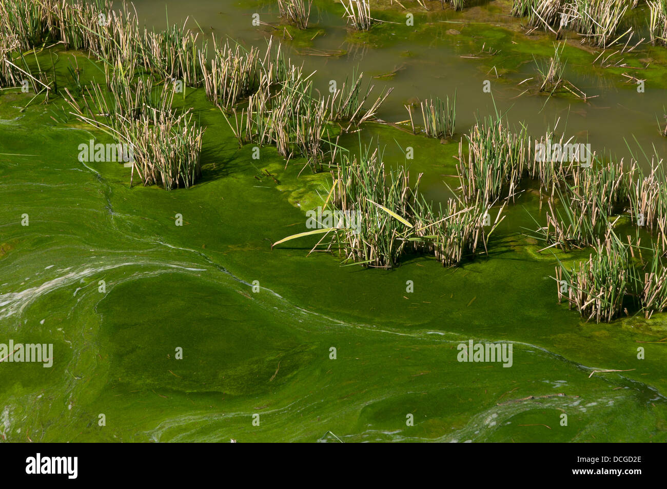 Rice paddy field europe hi-res stock photography and images - Alamy