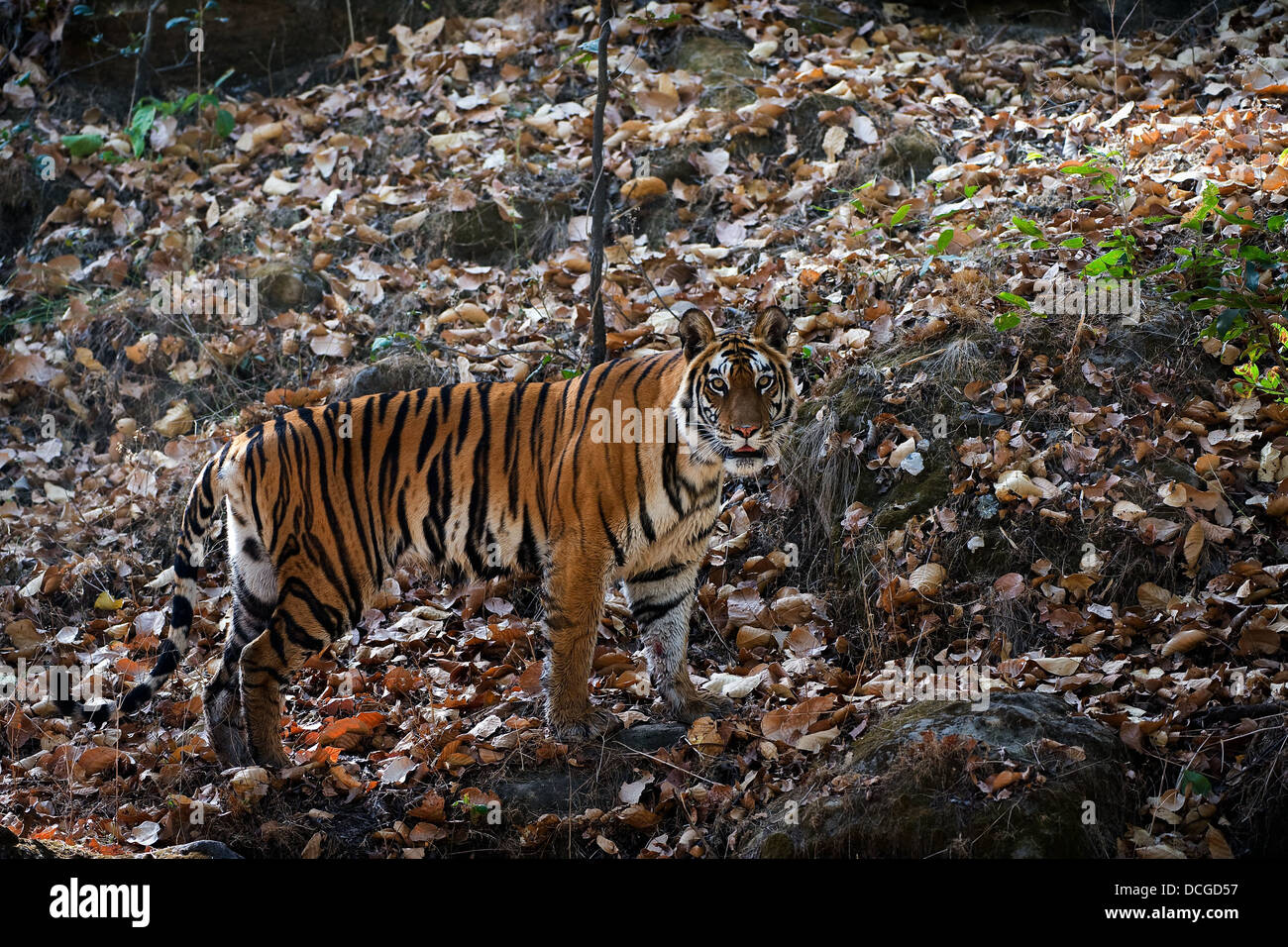 Panthera tigris tigris Stock Photo - Alamy