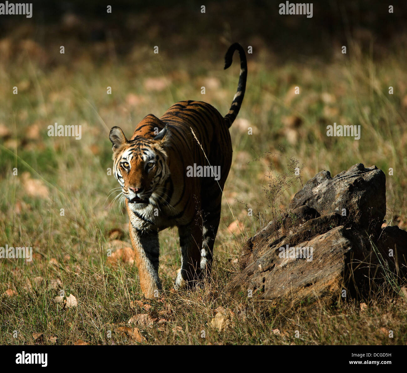 The royal hunt of the sun hi-res stock photography and images - Alamy