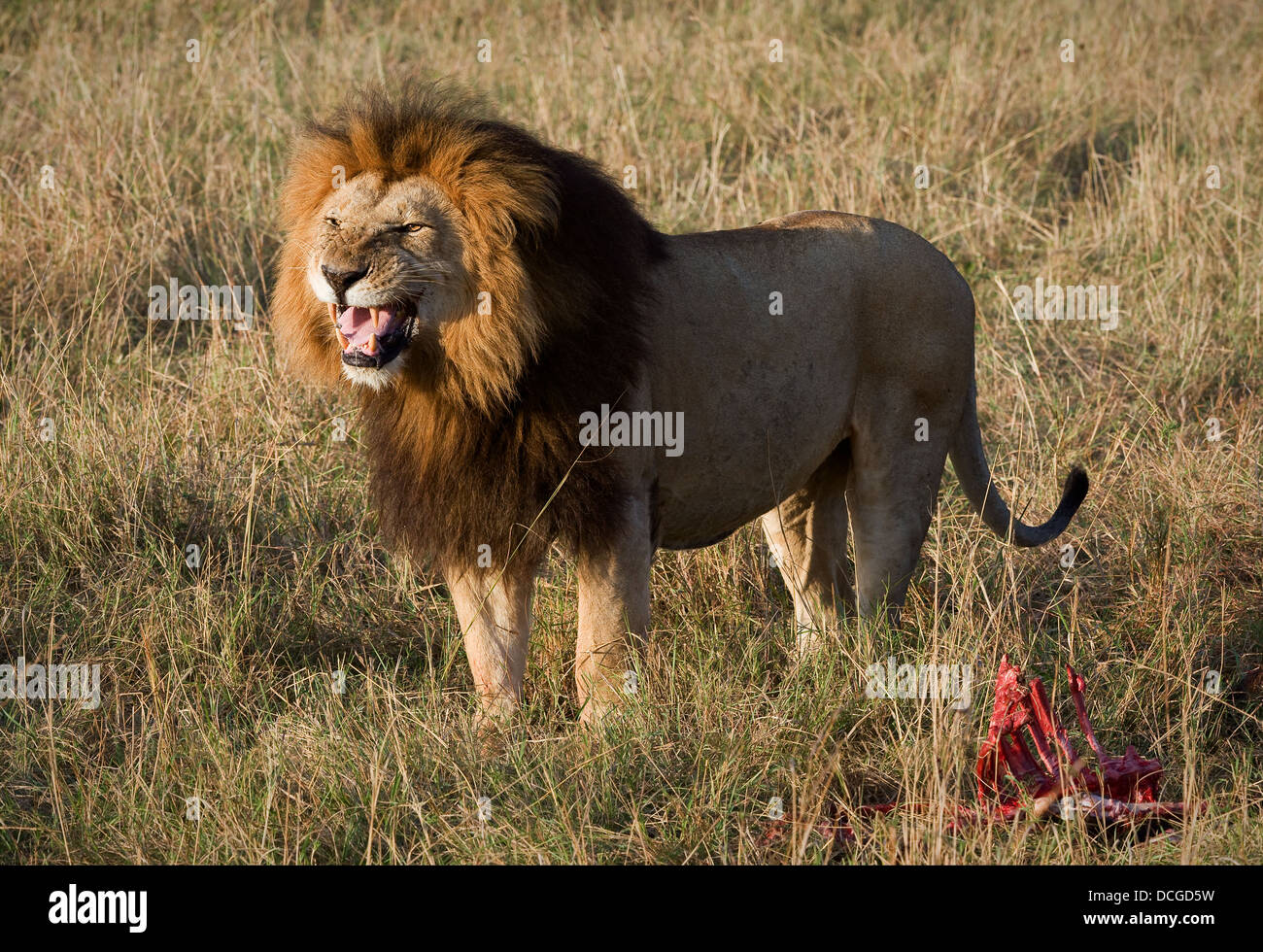 Feline grin hi-res stock photography and images - Alamy
