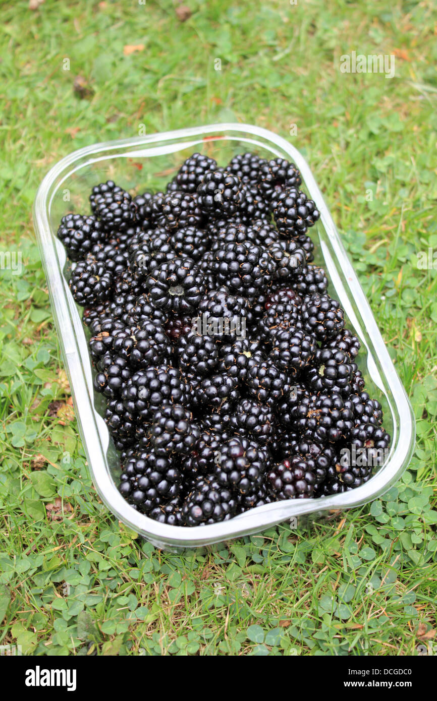 Container of blackberries hi-res stock photography and images - Alamy