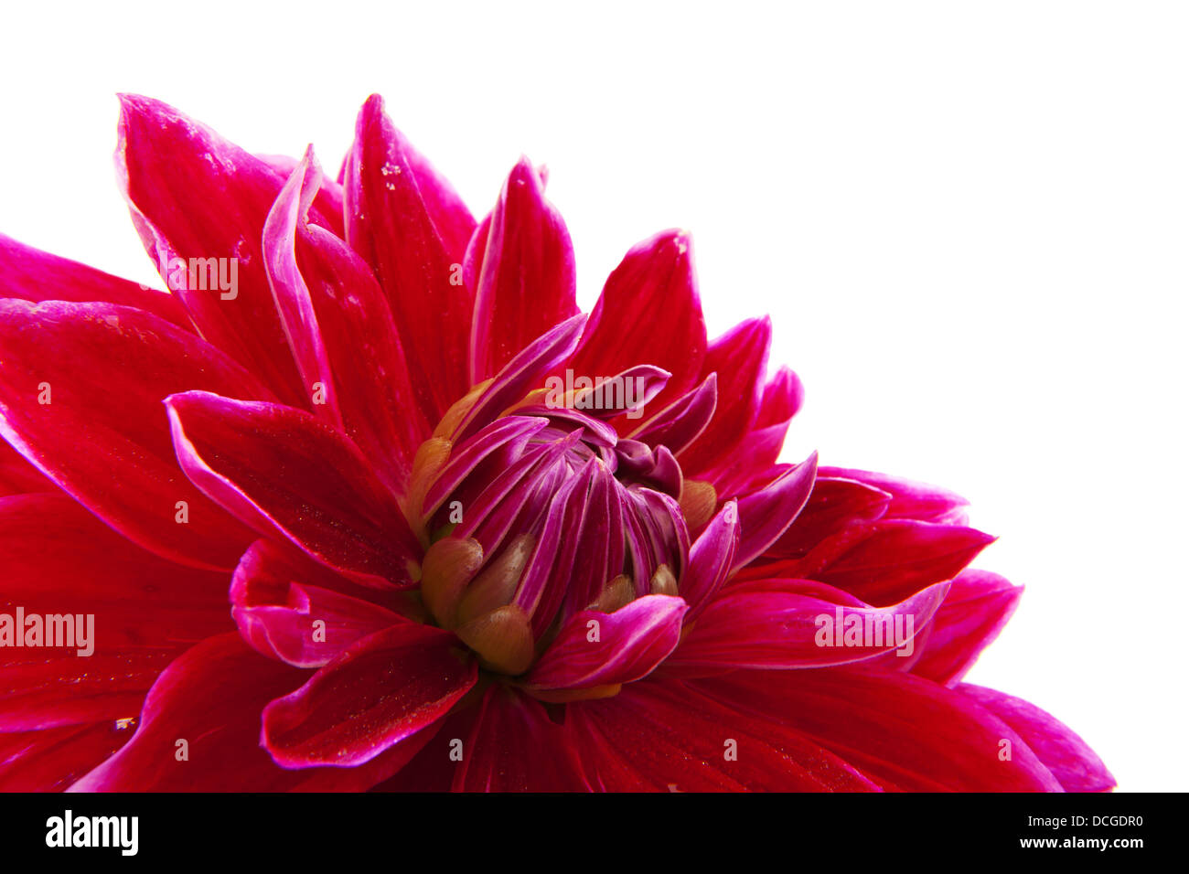 Red cactus dahlia hi-res stock photography and images - Alamy