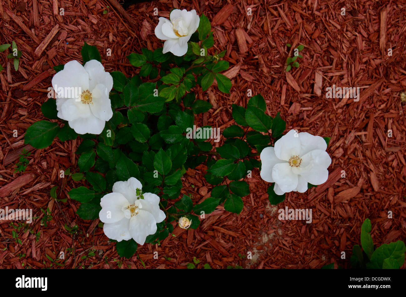 Rose thorns rosa sp hi-res stock photography and images - Alamy