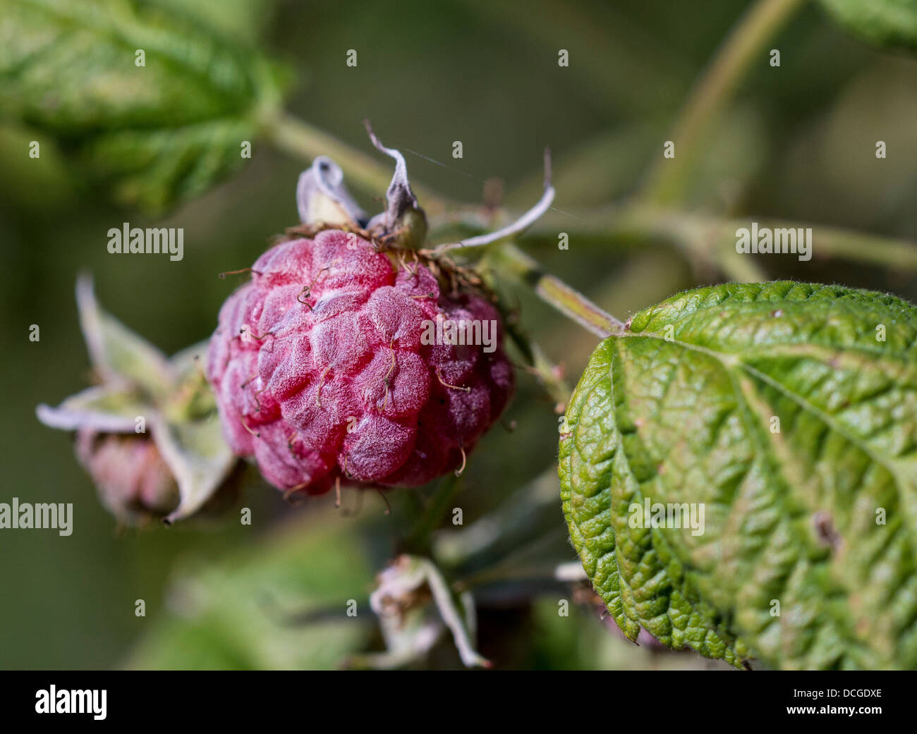 Violet raspberry hi-res stock photography and images - Alamy
