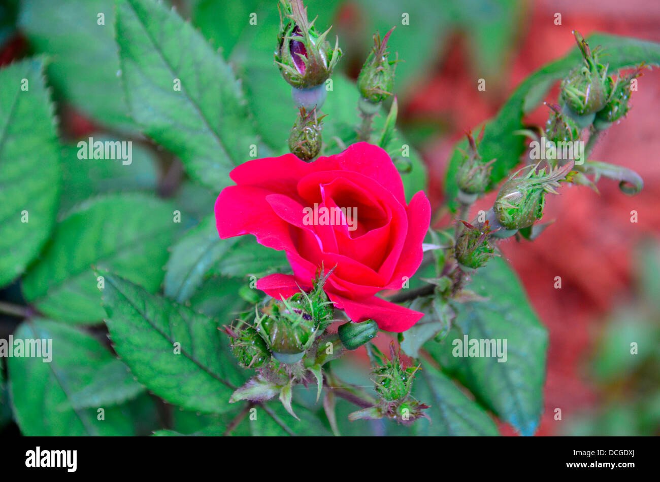 Rose (Sp. Rosa Stock Photo - Alamy