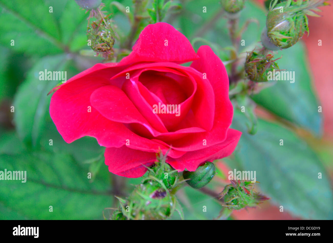 Rose thorns rosa sp hi-res stock photography and images - Alamy
